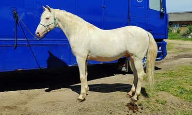 Albinos Caballosen venta . Comprar y vender caballos a buen precio ...