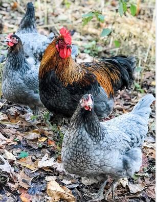Gallinas en venta en La Granja D'Escarp | Milanuncios