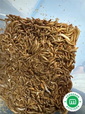 Gusanos harina en venta | Milanuncios