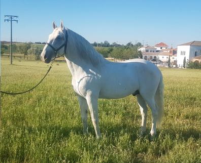 Caballos domados Caballosen venta . Comprar y vender caballos a buen ...