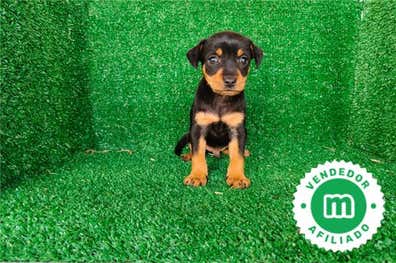 Pincher en venta | Milanuncios
