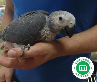 Yaco en venta | Milanuncios