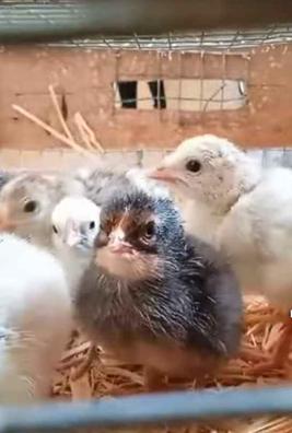 Milanuncios - Pollitos