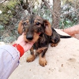 MILANUNCIOS | Teckel Perros de caza