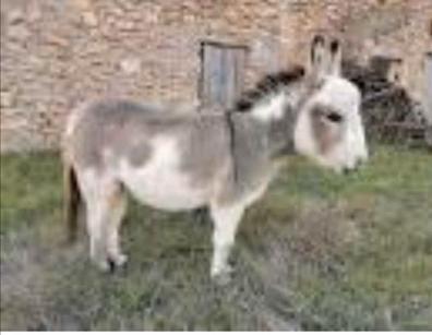 Burros enanos Burros. Compra venta de yeguas al mejor precio y adopción ...