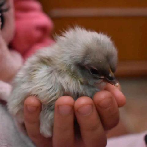 Milanuncios - Crío pollitos de Raza