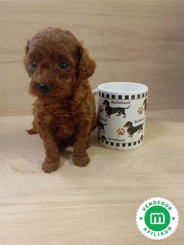 Milanuncios - CANICHE TOY ASIATICO - TOY POODLE