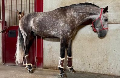 Compra venta de caballos, transporte y monturasde segunda mano ...