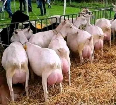 Cabras en venta | Milanuncios