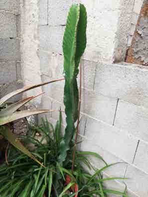 Milanuncios - vendo cactus