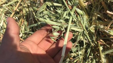 Milanuncios - Heno 2024 Alfalfa y Paja Limpia