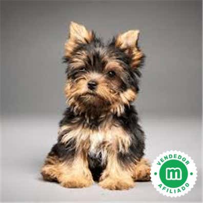 Yorkshire en venta | Milanuncios