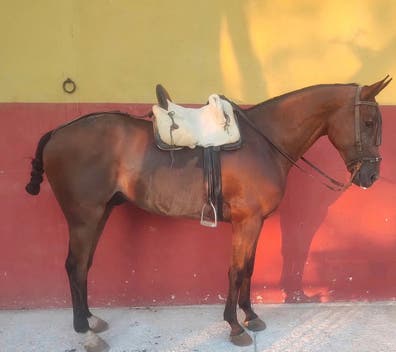 Milanuncios - Caballo cruzado