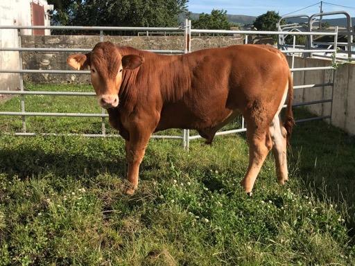 Milanuncios - Novillo, Toro, Ternero Limusin Limousin