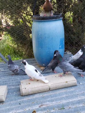 Patos en venta | Milanuncios