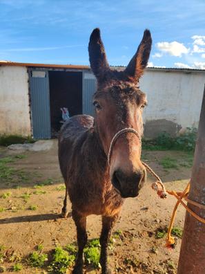 Mulas. Compra venta de mulas al mejor precio y adopción | Milanuncios