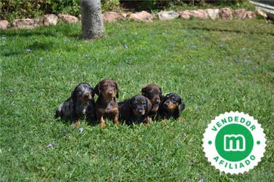Teckel en venta | Milanuncios