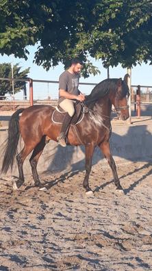 Caballos domados Caballosen venta . Comprar y vender caballos a buen ...