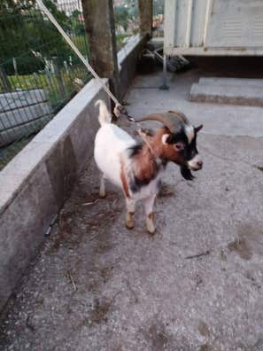 Cabras en venta | Milanuncios