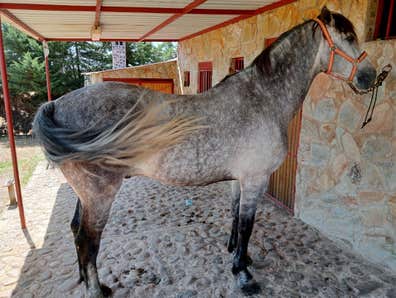 Milanuncios - Caballo español