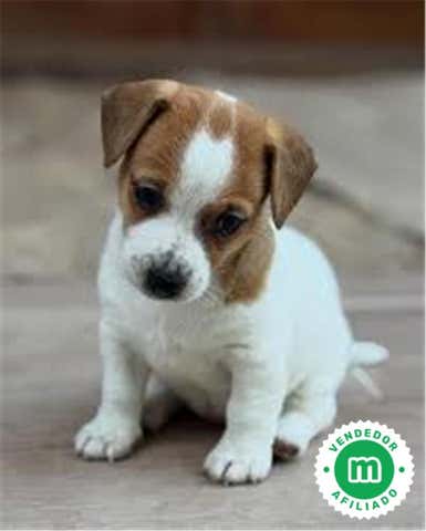 Milanuncios - JACK RUSSELL