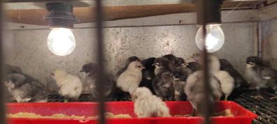 Milanuncios - pollitos varias razas