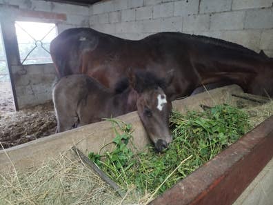 Milanuncios - se vende potra negra lucera