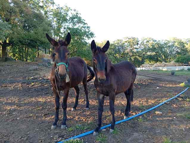 Milanuncios - mulas