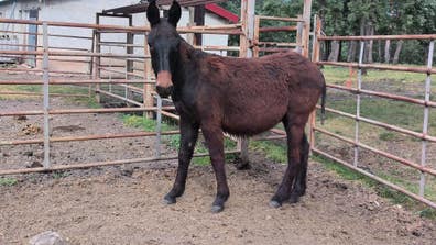 Milanuncios - Venta Muleto 13 Meses