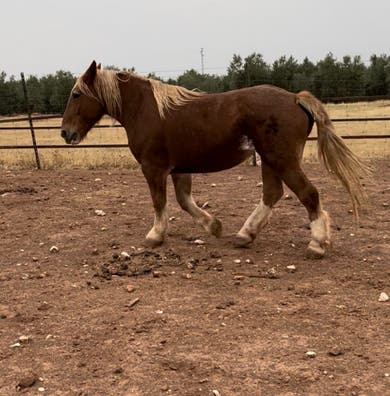 MILANUNCIOS | Percheronas Yeguas. Compra venta de yeguas al mejor ...