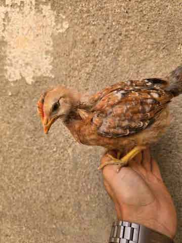 Milanuncios - pollito de gallina cream legbar macho
