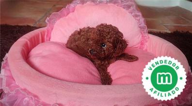 Caniche mini toy en venta | Milanuncios