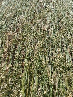 Milanuncios - Heno de avena campaña 2025