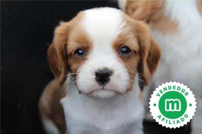 Cavalier en venta | Milanuncios