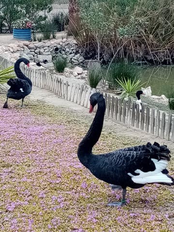 Milanuncios - Guinea y pavos.