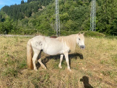 Yegua blanca en venta | Milanuncios