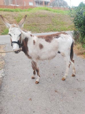 Milanuncios - burro 14 meses pintó
