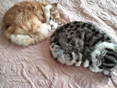 Gato disecado | Milanuncios