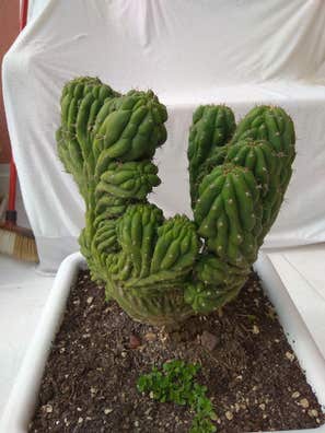Cactus san pedro de segunda mano | Milanuncios