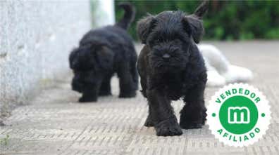 Schnauzer mini negro Perros en adopción, compra venta de accesorios y ...