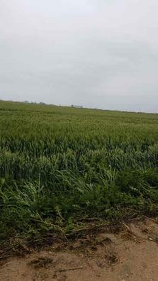 Milanuncios - heno 2024