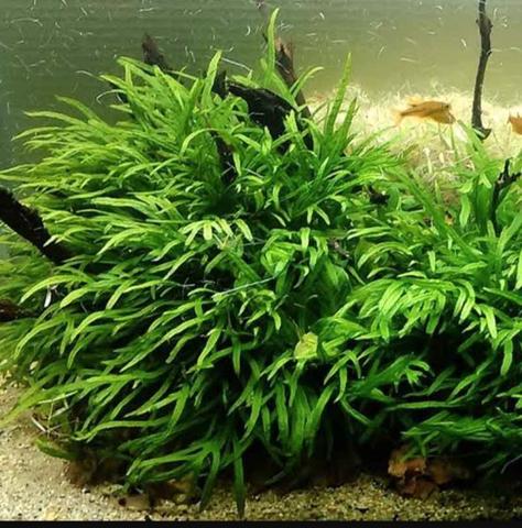 Milanuncios - Helecho de java