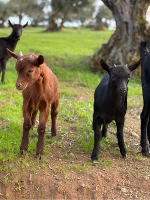Cabras en venta | Milanuncios