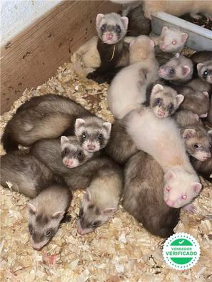 MILANUNCIOS | Huronesen adopción y compra venta al mejor precio. Realar ...