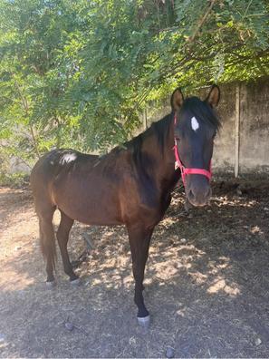 Potros. Compra venta de potros al mejor precio y adopción | Milanuncios