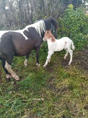 MILANUNCIOS | Poni Ponys. Compra venta de ponys al mejor precio y adopción