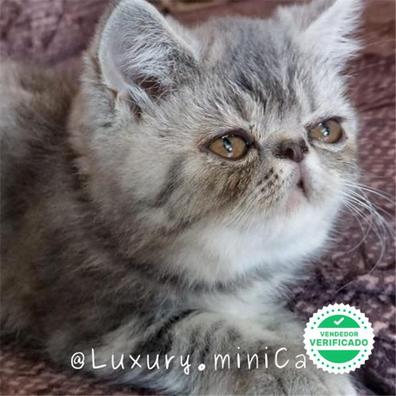 MILANUNCIOS | Persa exotico Gatos y gatitos en adopción y compra venta ...