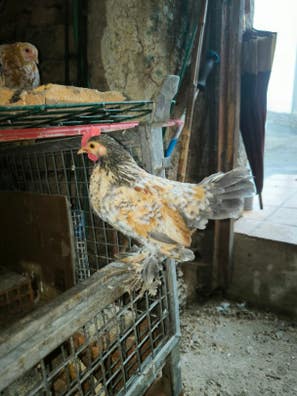 Gallinas en venta en Santander | Milanuncios
