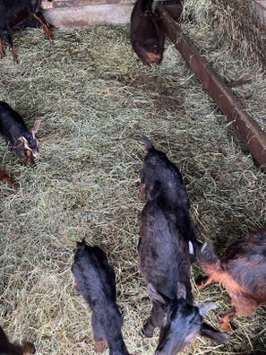 Cabras en venta | Milanuncios
