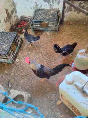 Gallinas en venta | Milanuncios
